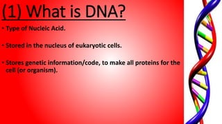 Biology Unit 6 Notes: DNA | PPTX