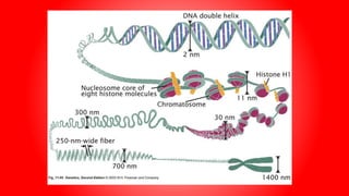 Biology Unit 6 Notes: DNA | PPTX