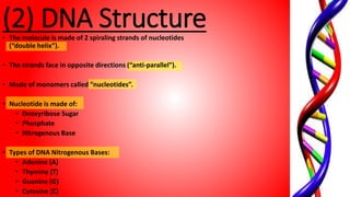 Biology Unit 6 Notes: DNA | PPTX