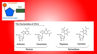 Biology Unit 6 Notes: DNA | PPTX