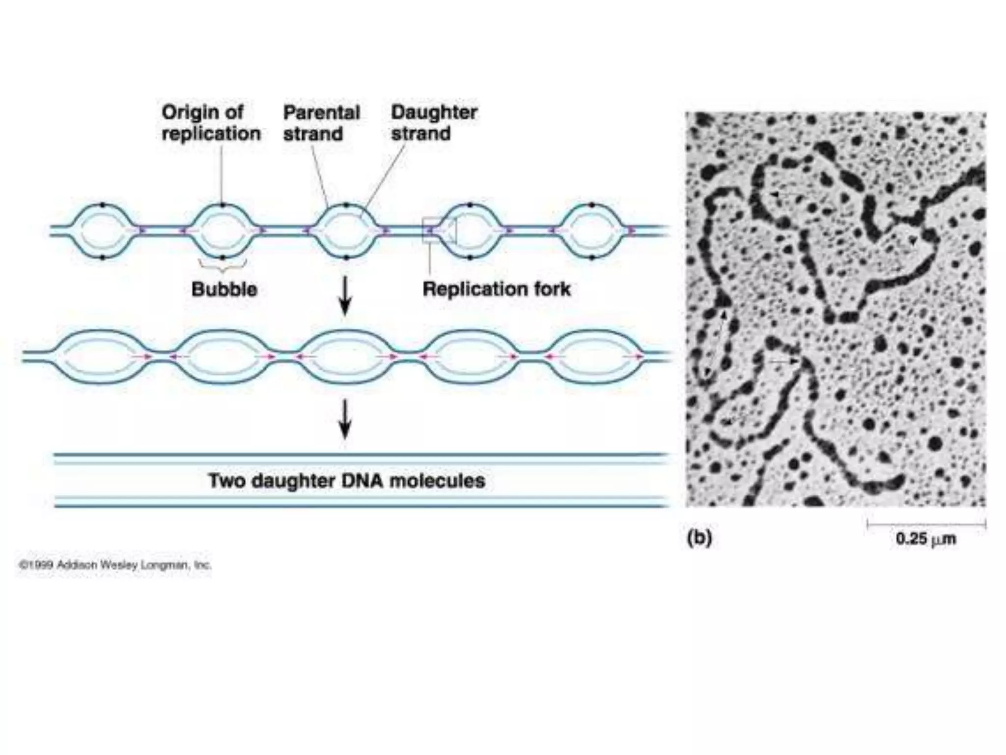 Biology unit 6 dna rna protein synthesis dna replication notes | PPT