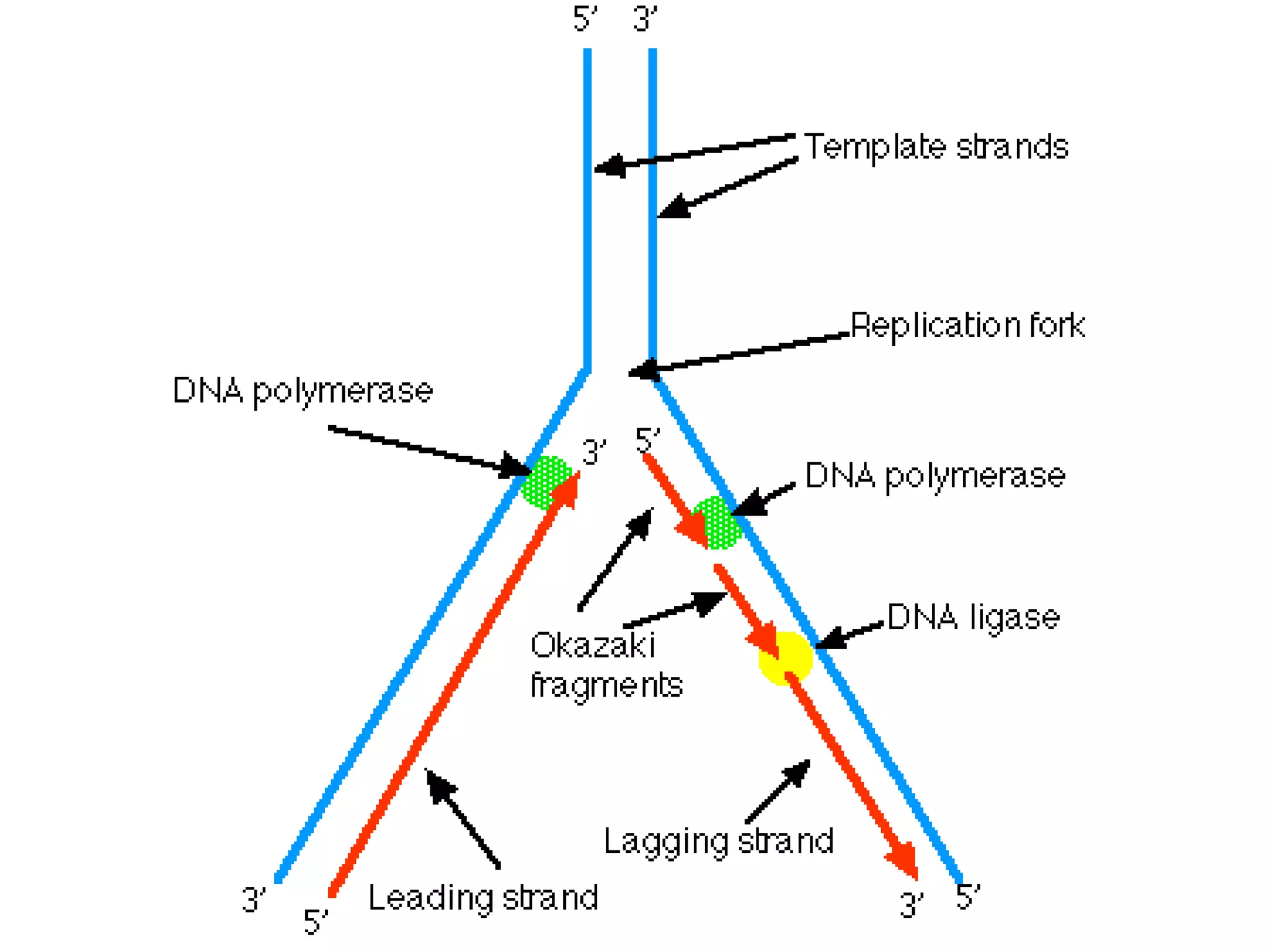Biology unit 6 dna rna protein synthesis dna replication notes | PPT