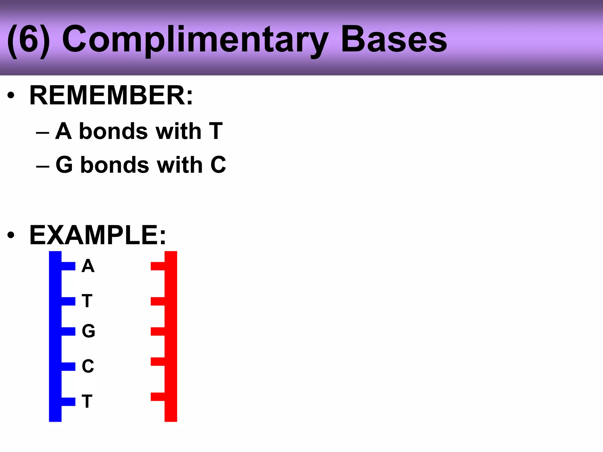 Biology unit 6 dna rna protein synthesis dna replication notes | PPT