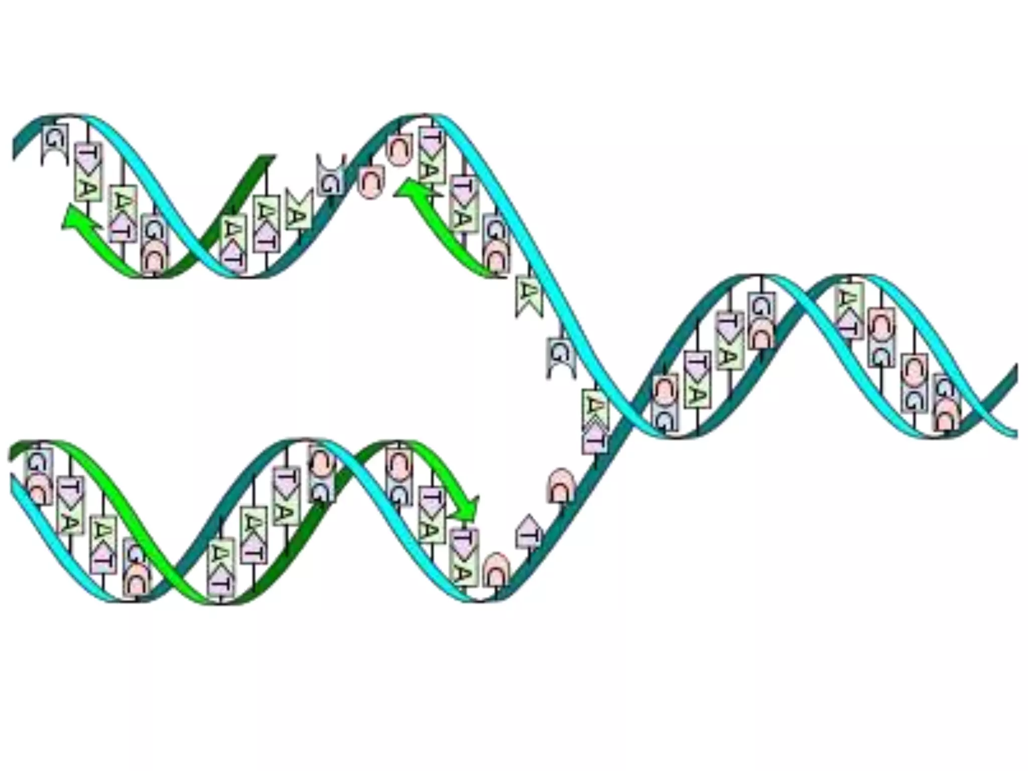 Biology unit 6 dna rna protein synthesis dna replication notes | PPT