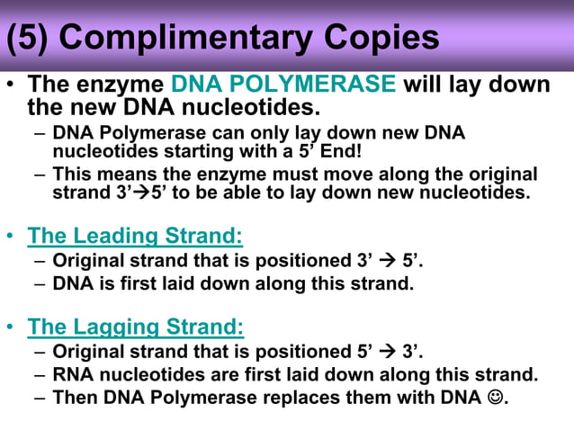 Biology unit 6 dna rna protein synthesis dna replication notes | PPT