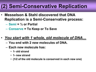 Biology unit 6 dna rna protein synthesis dna replication notes | PPT