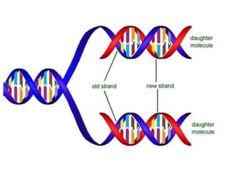 Biology unit 6 dna rna protein synthesis dna replication notes | PPT