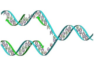 Biology unit 6 dna rna protein synthesis dna replication notes | PPT