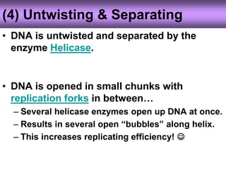 Biology unit 6 dna rna protein synthesis dna replication notes | PPT