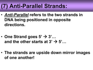 Biology unit 6 dna rna protein synthesis dna structure notes | PPT