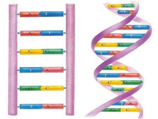Biology unit 6 dna rna protein synthesis dna structure notes | PPT