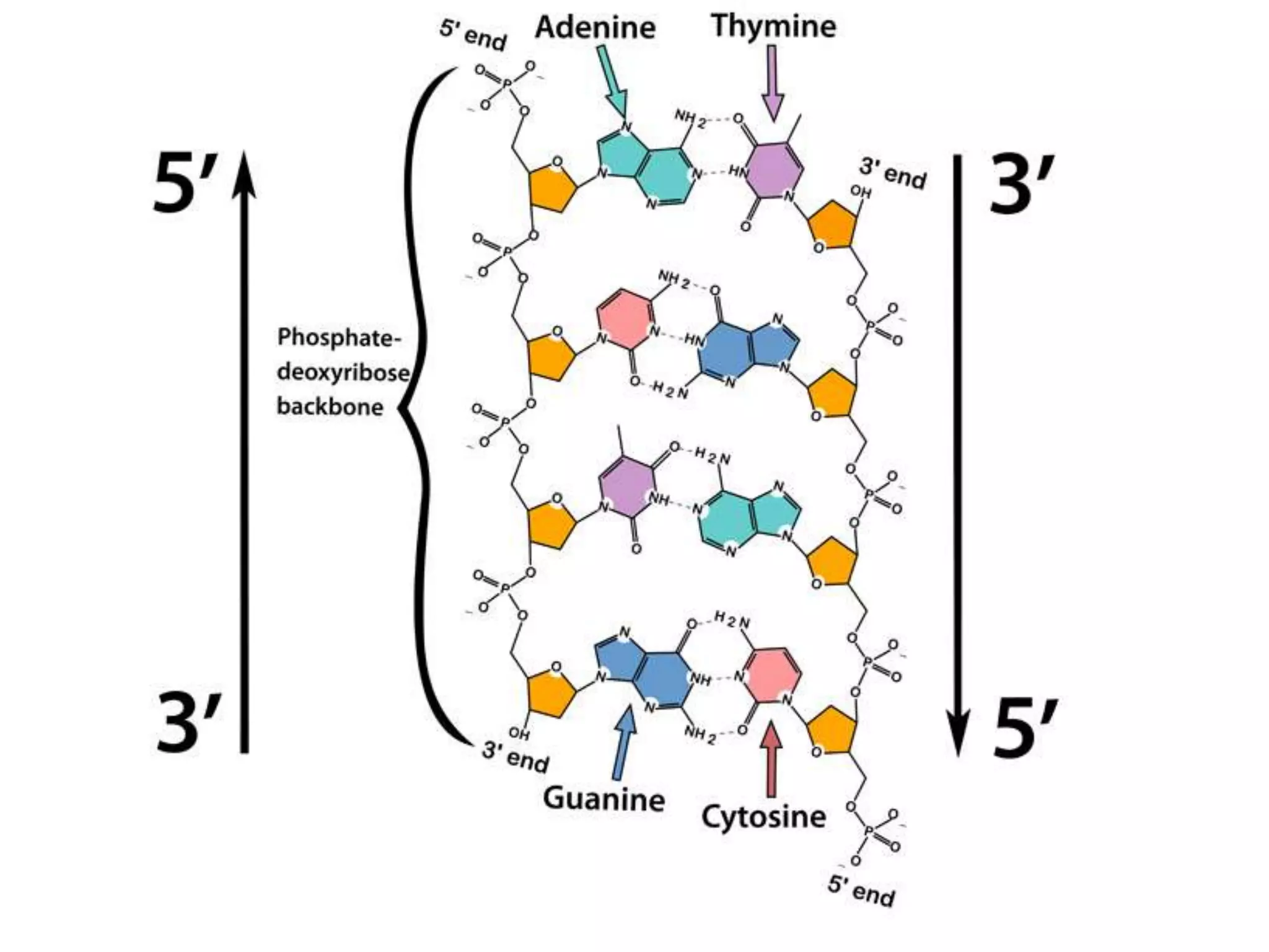 Biology unit 6 dna rna protein synthesis dna structure notes | PPT
