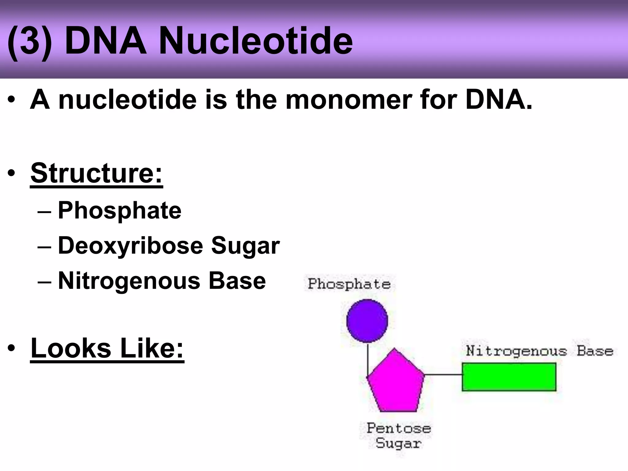 Biology unit 6 dna rna protein synthesis dna structure notes | PPT