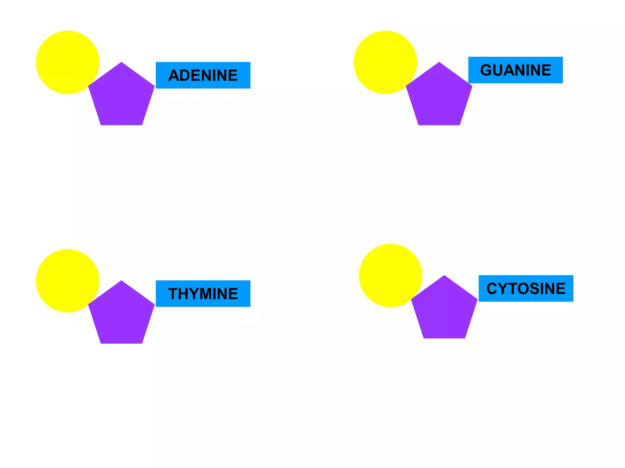Biology unit 6 dna rna protein synthesis dna structure notes | PPT