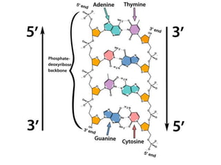 Biology unit 6 dna rna protein synthesis dna structure notes | PPT