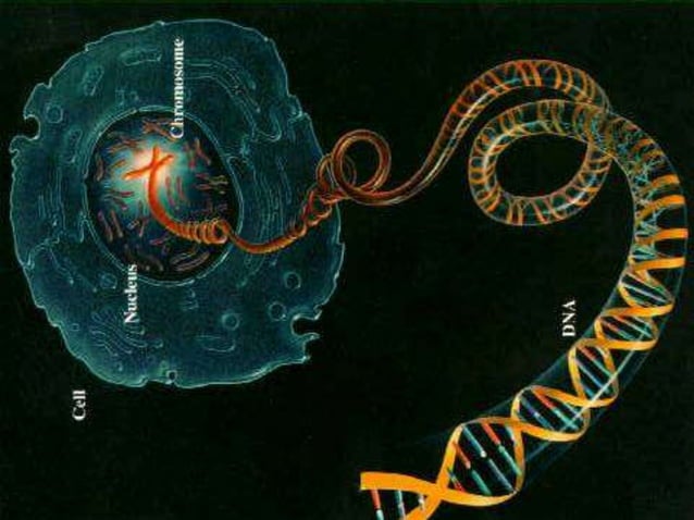 Biology unit 6 dna rna protein synthesis dna structure notes | PPT