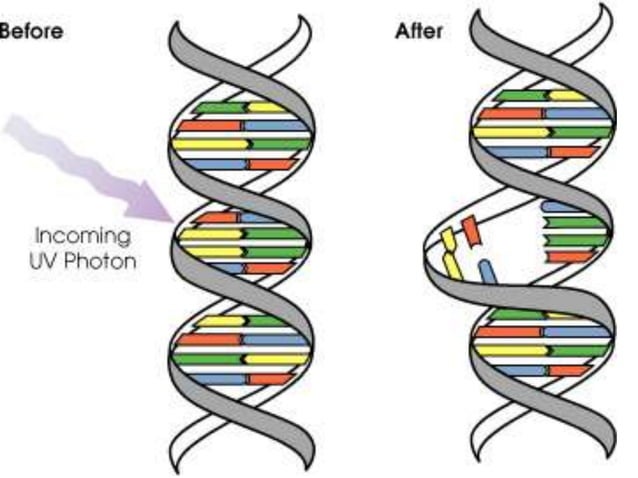 Biology unit 6 dna rna protein synthesis mutation notes | PPT