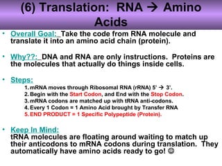 Biology unit 6 dna rna protein synthesis protein synthesis notes | PPT