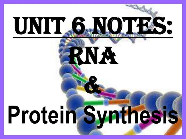 Biology unit 6 dna rna protein synthesis protein synthesis notes | PPT