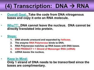 Biology unit 6 dna rna protein synthesis protein synthesis notes | PPT