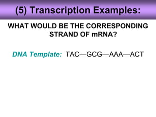 Biology unit 6 dna rna protein synthesis protein synthesis notes | PPT