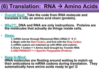Biology unit 6 dna rna protein synthesis protein synthesis notes | PPT