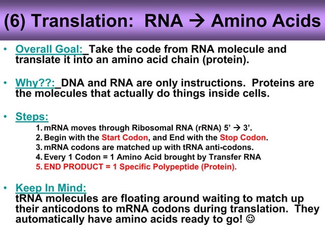 Biology unit 6 dna rna protein synthesis protein synthesis notes | PPT