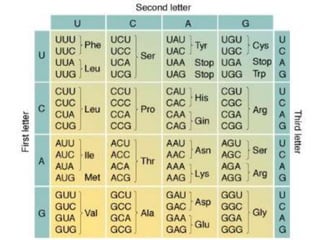 Biology unit 6 dna rna protein synthesis protein synthesis notes | PPT