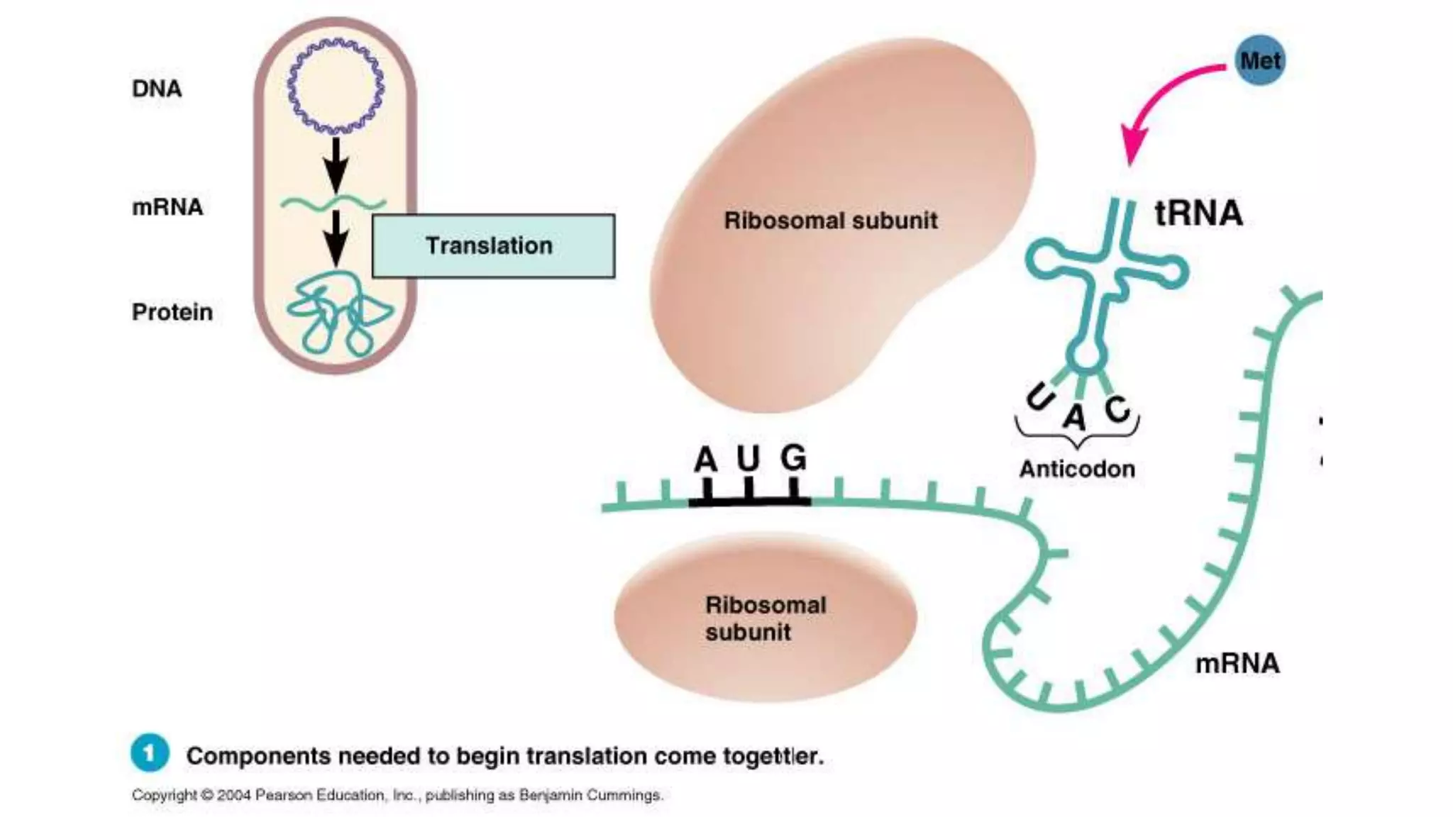 Biology Unit 6 Notes: RNA & Protein Synthesis | PPT