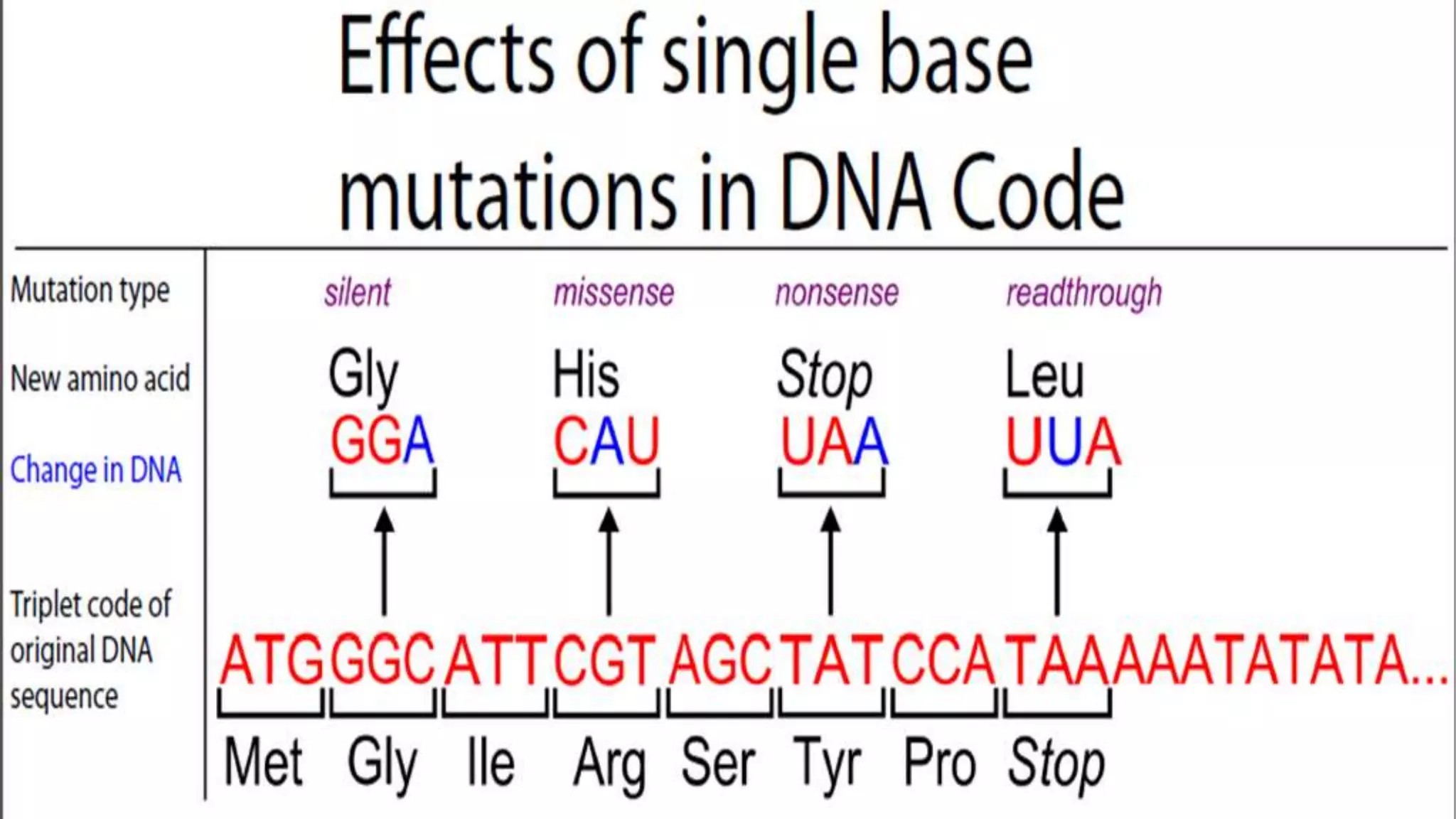 Biology Unit 6 Notes: RNA & Protein Synthesis | PPT