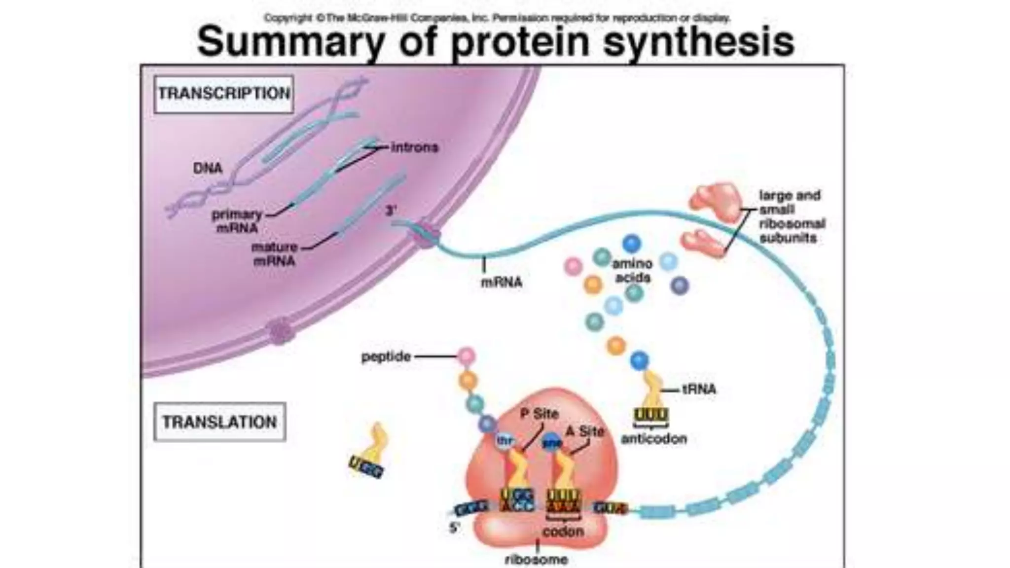 Biology Unit 6 Notes: RNA & Protein Synthesis | PPT