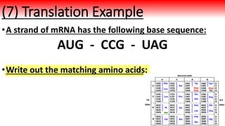 Biology Unit 6 Notes: RNA & Protein Synthesis | PPTX