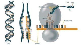 Biology Unit 6 Notes: RNA & Protein Synthesis | PPT