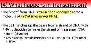 Biology Unit 6 Notes: RNA & Protein Synthesis | PPT
