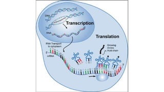 Biology Unit 6 Notes: RNA & Protein Synthesis | PPT