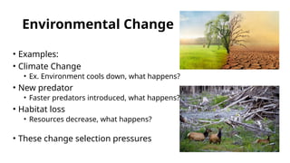 Biology Unit 6 Presentation evolution.pptx