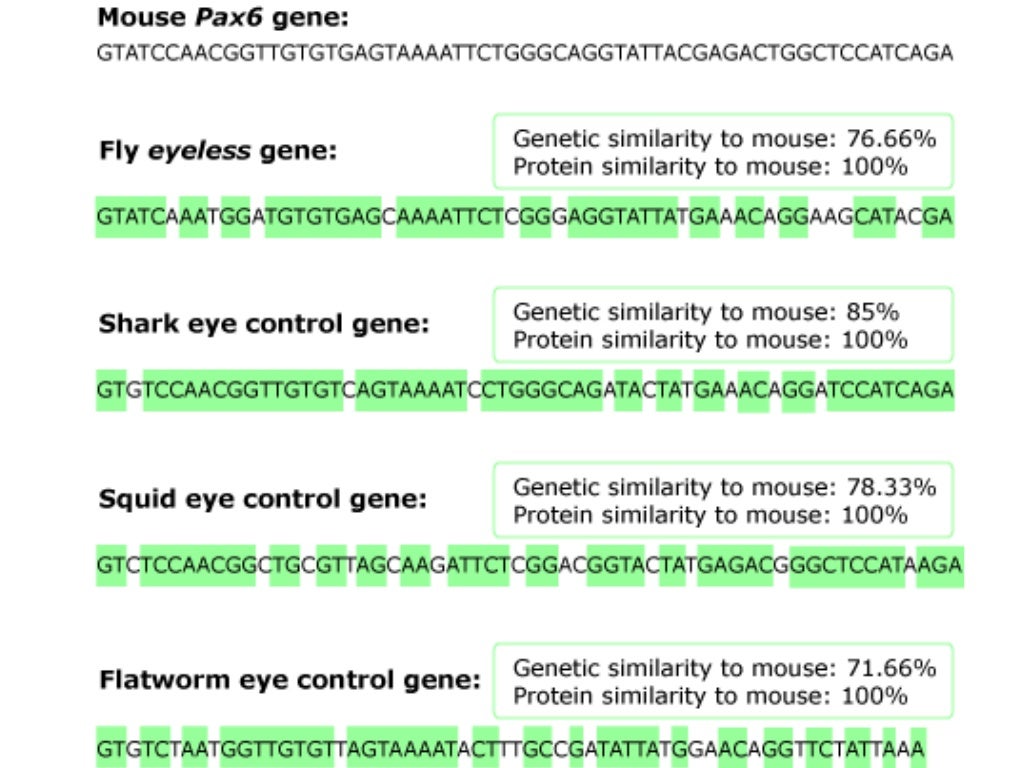 Biology unit 7 evolution evidence for evolution notes