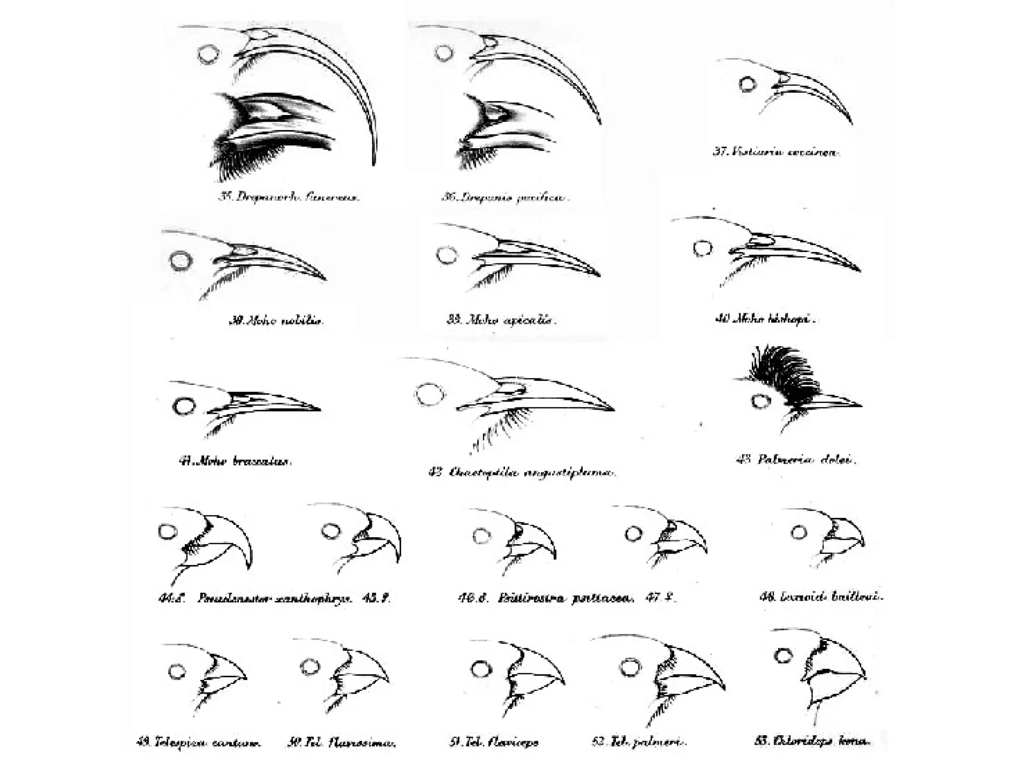 Biology Unit 7 Notes: Evolution & Natural Selection | PPT