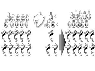 Biology Unit 7 Notes: Evolution & Natural Selection | PPT