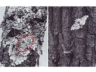 Biology Unit 7 Notes: Evolution & Natural Selection | PPT