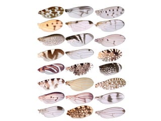 Biology Unit 7 Notes: Evolution & Natural Selection | PPT