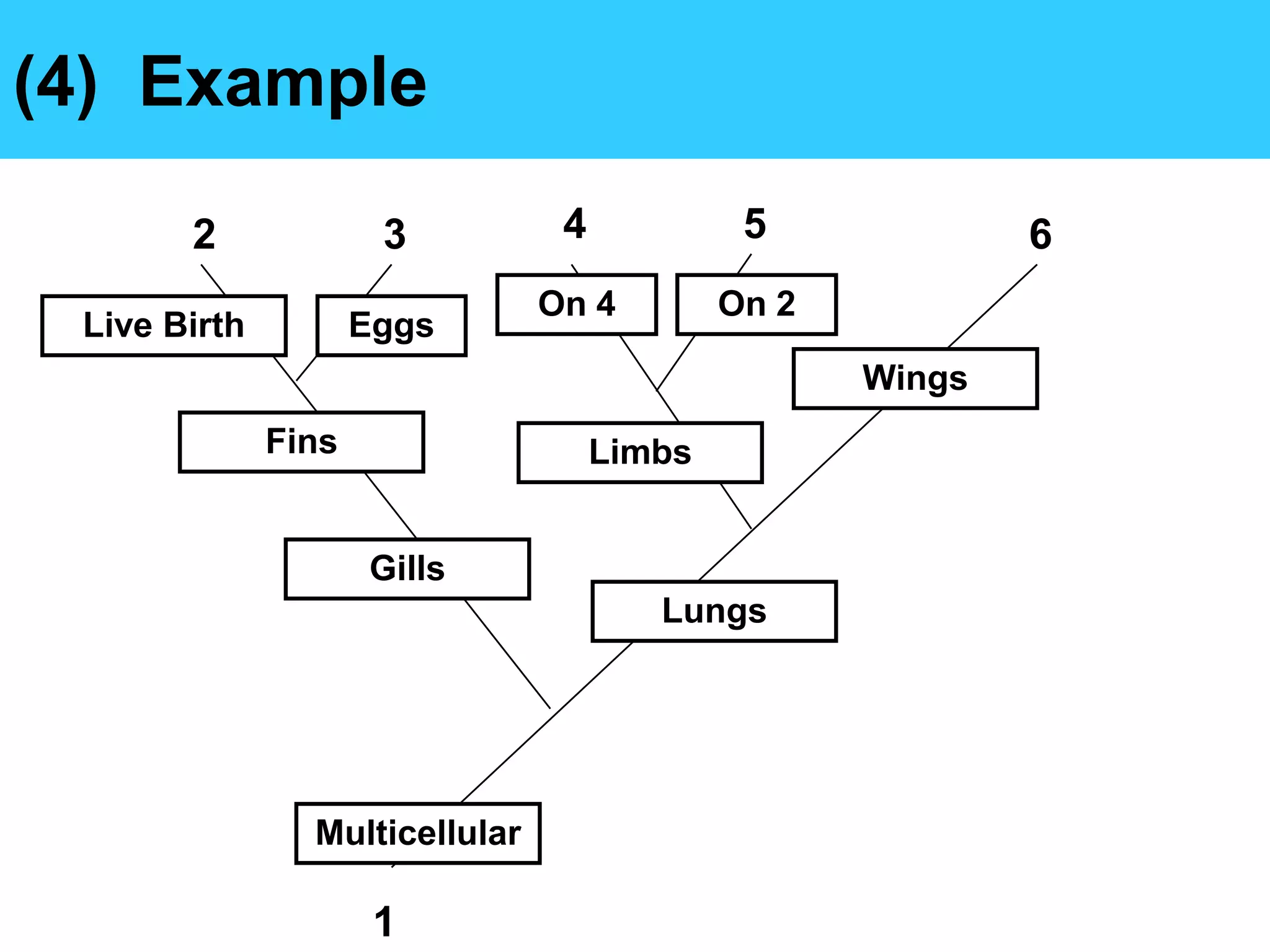 Biology unit 7 evolution phylogenetic tree notes | PPT