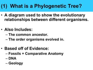 Biology unit 7 evolution phylogenetic tree notes | PPT