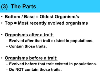 Biology unit 7 evolution phylogenetic tree notes | PPT