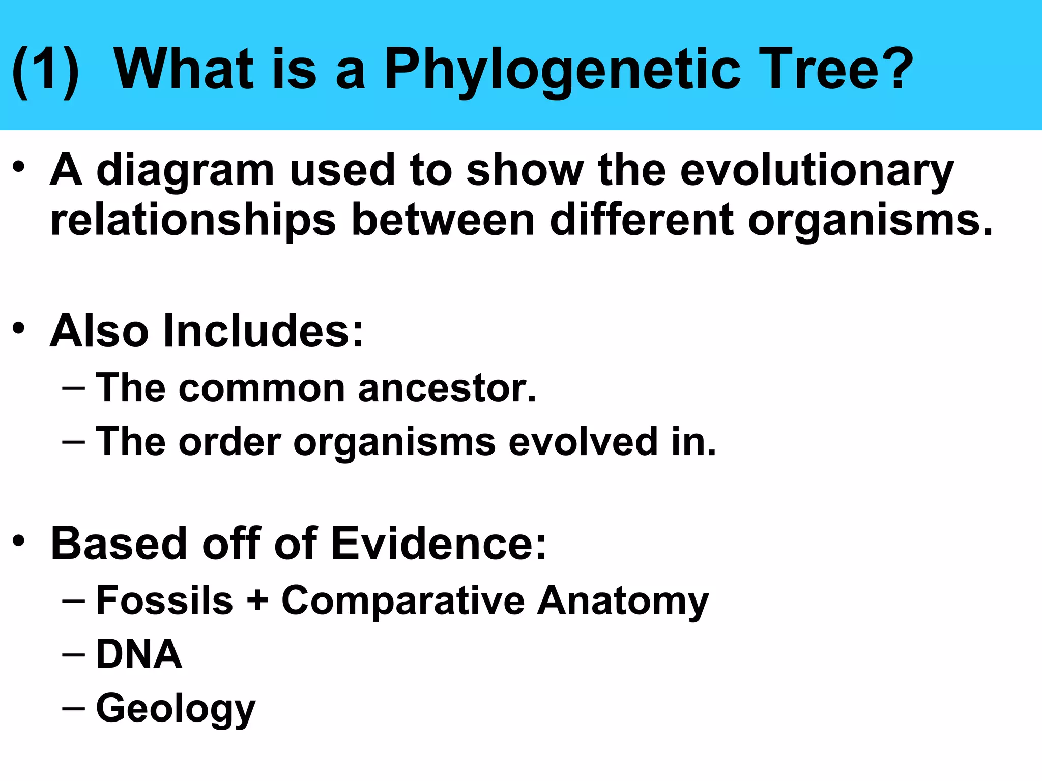 Biology unit 7 evolution phylogenetic tree notes | PPT