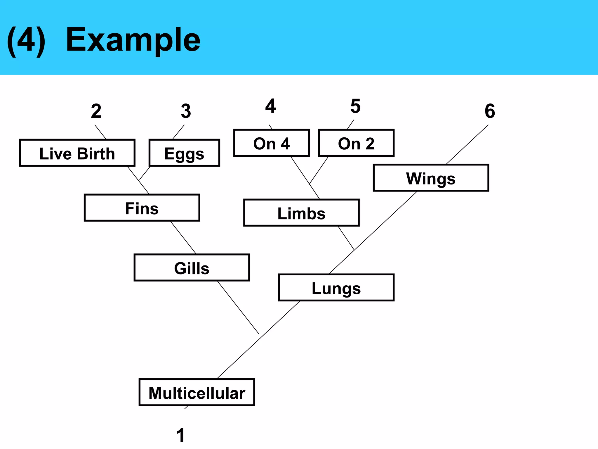 Biology unit 7 evolution phylogenetic tree notes | PPT