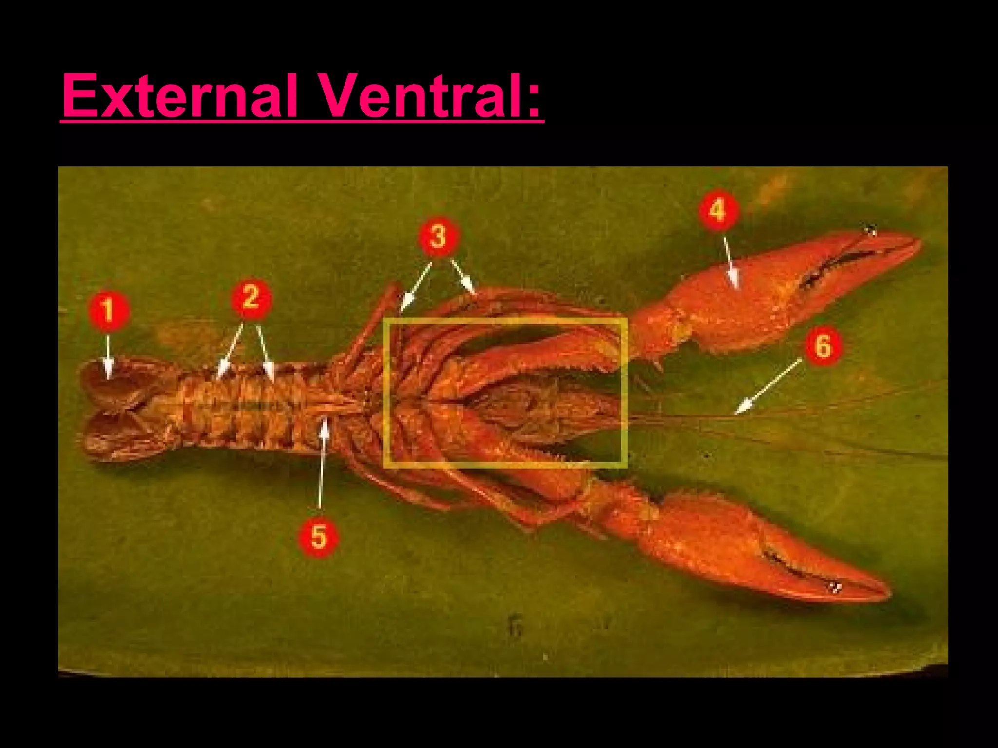 Biology unit 7 organ systems crayfish notes | PPT