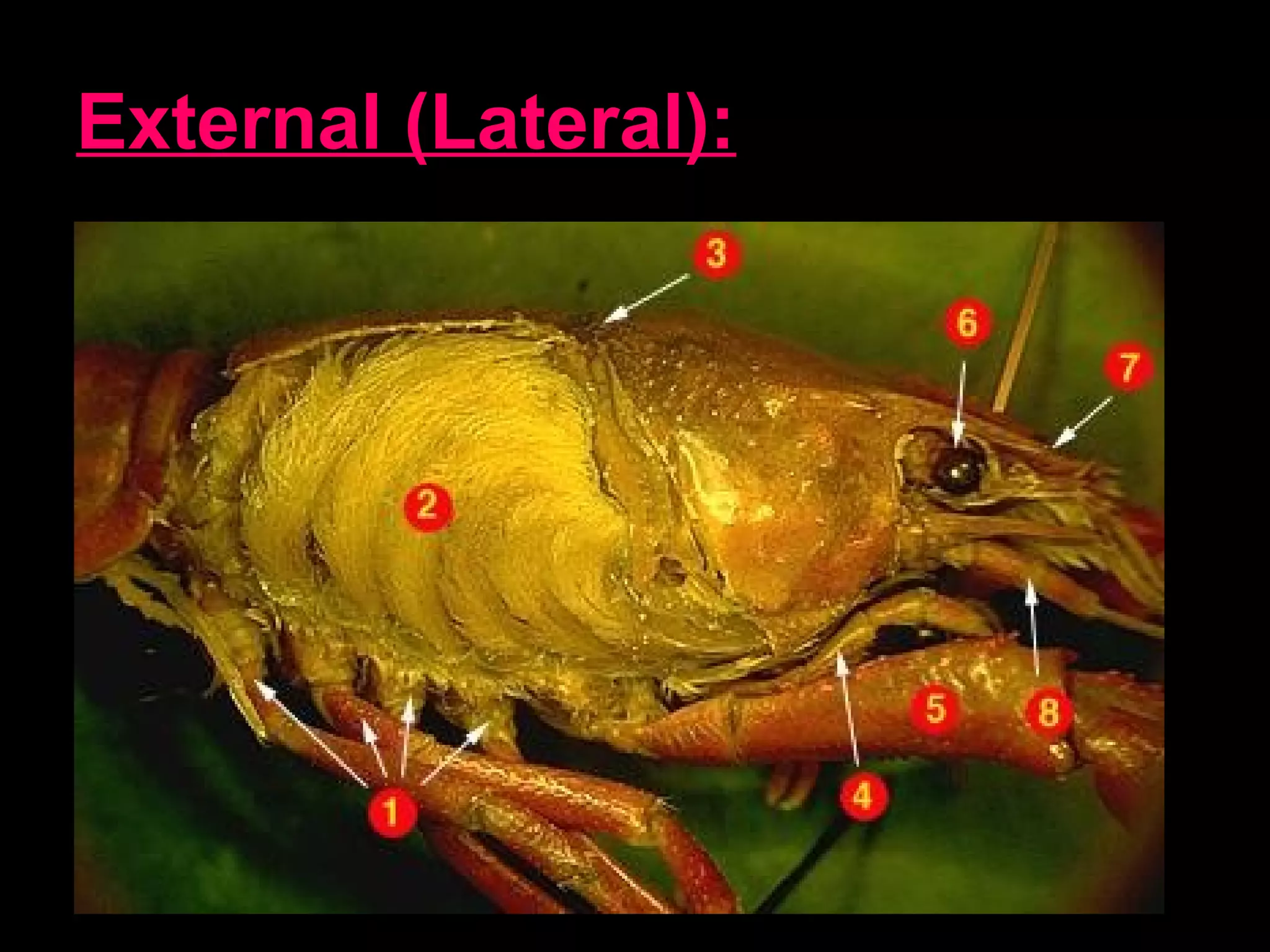Biology unit 7 organ systems crayfish notes | PPT