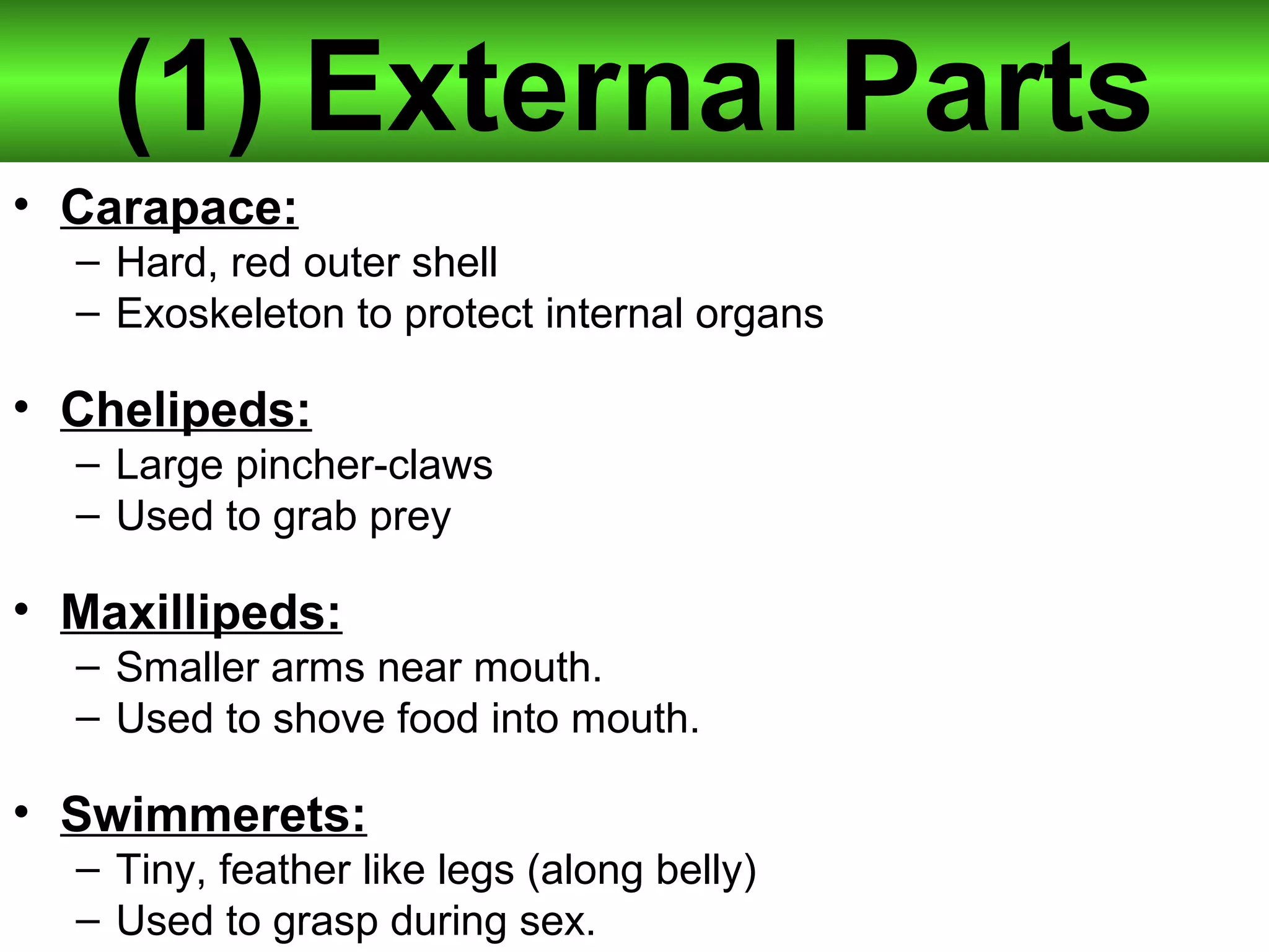 Biology unit 7 organ systems crayfish notes | PPT