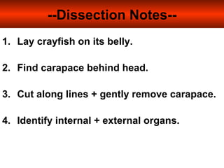 Biology unit 7 organ systems crayfish notes | PPT